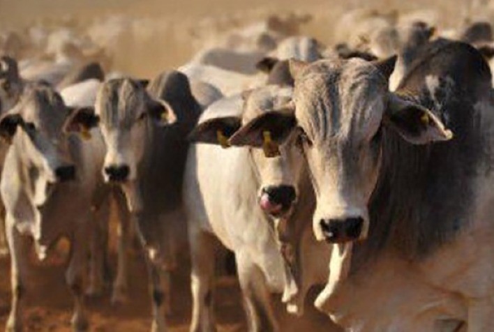 Demanda firme e alta nos preços do sebo bovino - Portal do Agronegócio