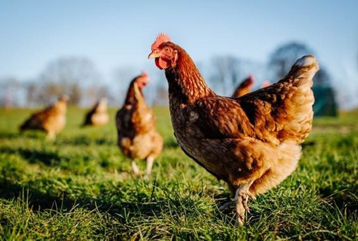 BRF antecipa em 5 anos compromisso no Brasil e elimina uso de ovos de ... BRF antecipa em 5 anos compromisso no Brasil e elimina uso de ovos de ...