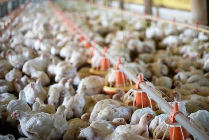 Frango vivo entra em outubro obtendo o segundo reajuste consecutivo de ... Frango vivo entra em outubro obtendo o segundo reajuste consecutivo de ...