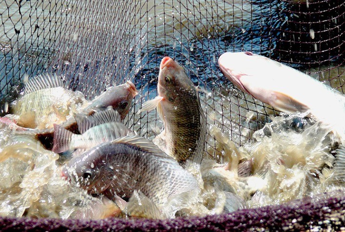 Representante Da Fao Apresenta Situação E Perspectivas Da Pesca No
