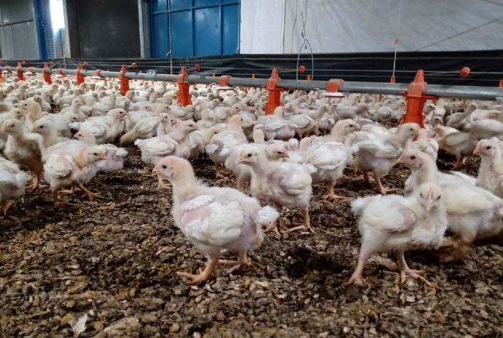 Doença de Marek - importância e controle - Portal do Agronegócio