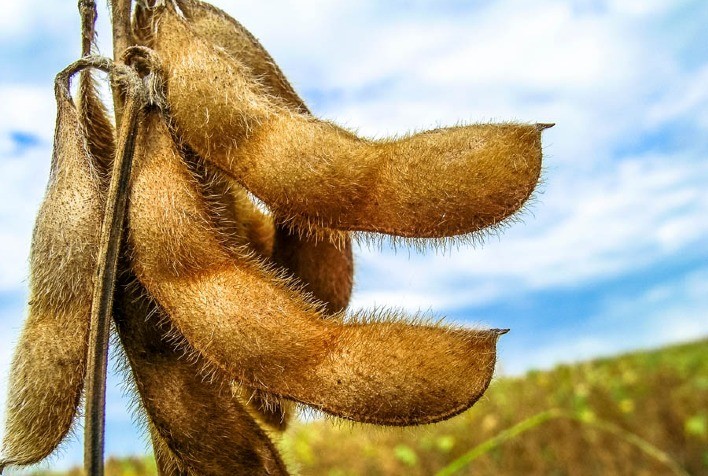 Programa de pré-certificação de soja INTACTA da Bayer oferece ...