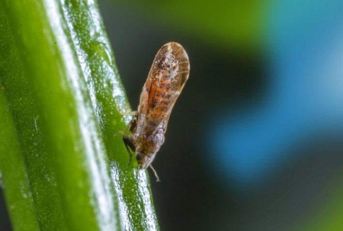 Alta população de psilídeos exige cuidado dos citricultores - Portal do ...