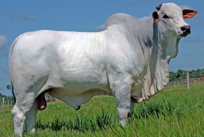 Novas opções de genética Nelore movimentam mercado - Portal do Agronegócio