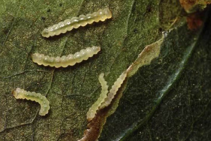 Bicho-mineiro é uma das maiores ameaças às lavouras de café - Portal do ...