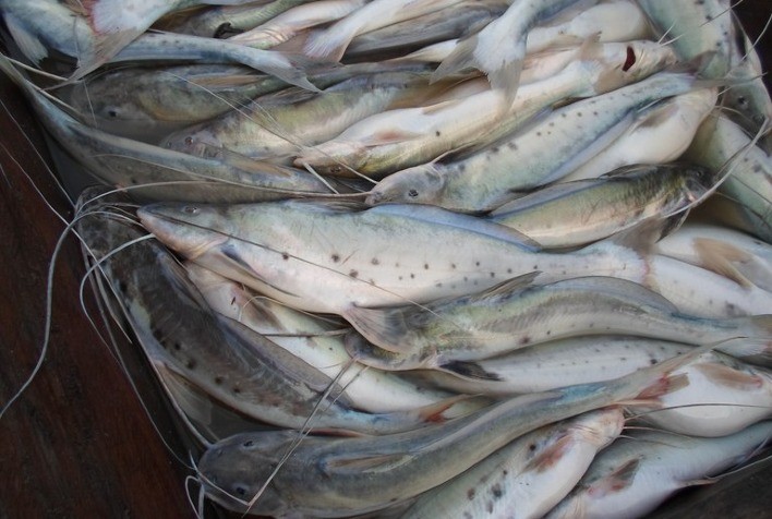 Pesca e comercialização da piracatinga no país ficam proibidas por mais ...