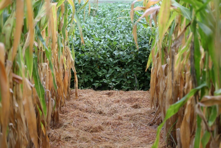 AgResource revisa safra de soja e de milho - Portal do Agronegócio