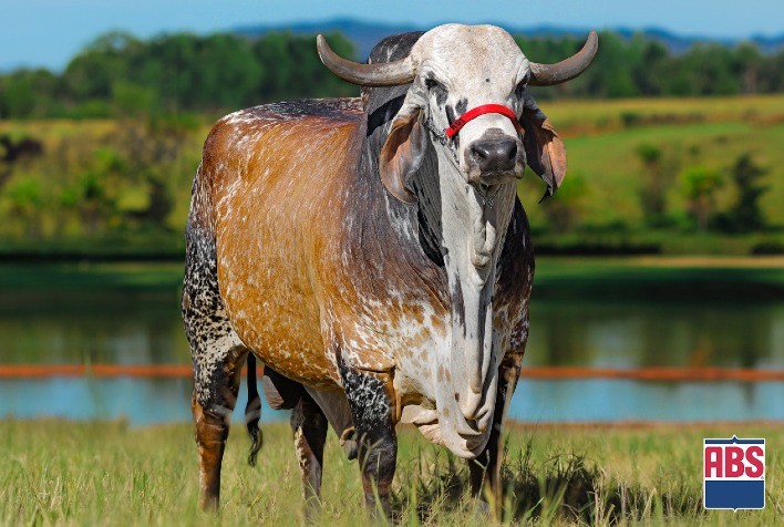 Touro Antonione é destaque do Programa Nacional de Melhoramento do Gir ...