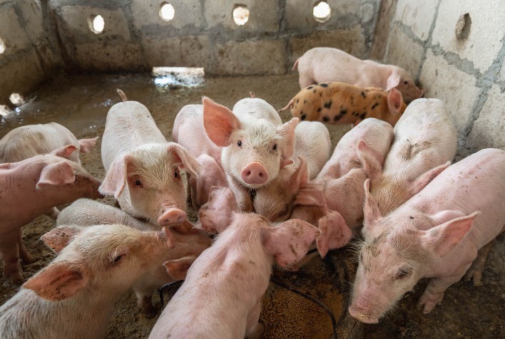 Ceva lança CIRBLOC® M Hyo: nova vacina combinada para suínos oferece ...