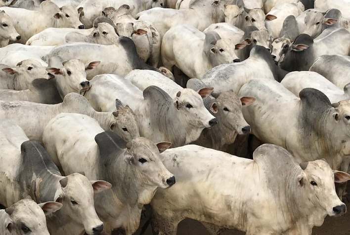 Alta no preço do sebo bovino - Portal do Agronegócio