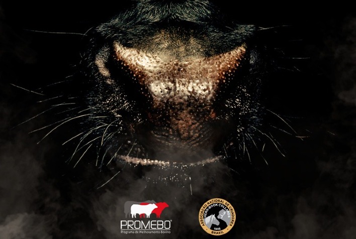Promebo adota critérios mais objetivos e amplia análise de rebanhos ...