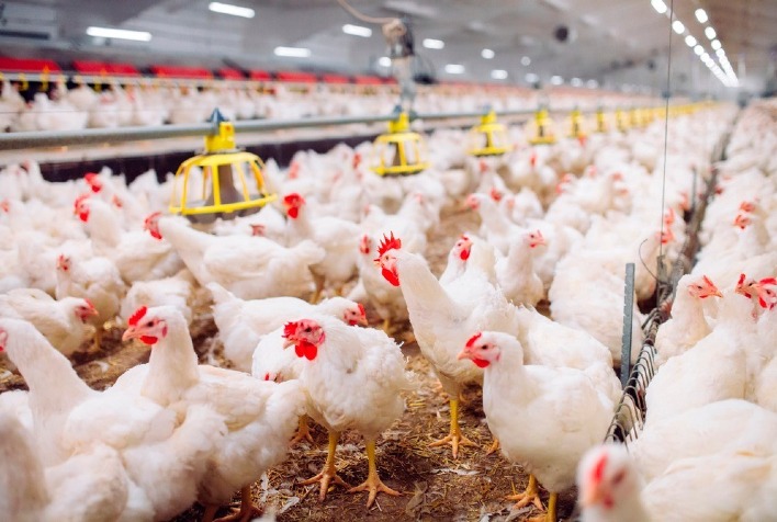 Desempenho do frango vivo em outubro e nos 10 primeiros meses de 2020 ... Desempenho do frango vivo em outubro e nos 10 primeiros meses de 2020 ...