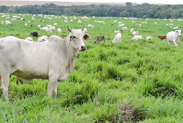 Sistema ILP associa desempenho econômico e menor custo ambiental ...