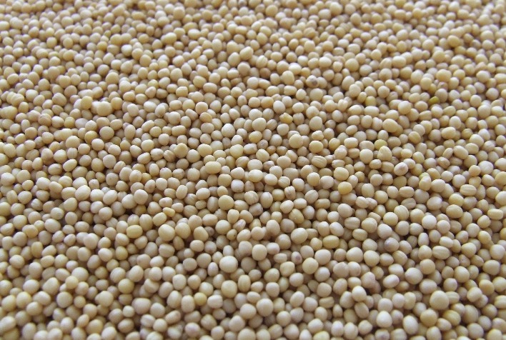 Gavilon do Brasil realiza parcerias que garantem qualidade na produção ...