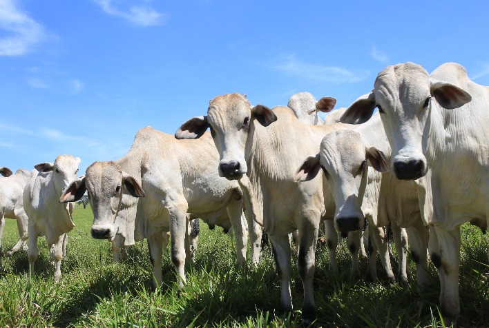 Como manter sua vacada embalada na transição - Portal do Agronegócio