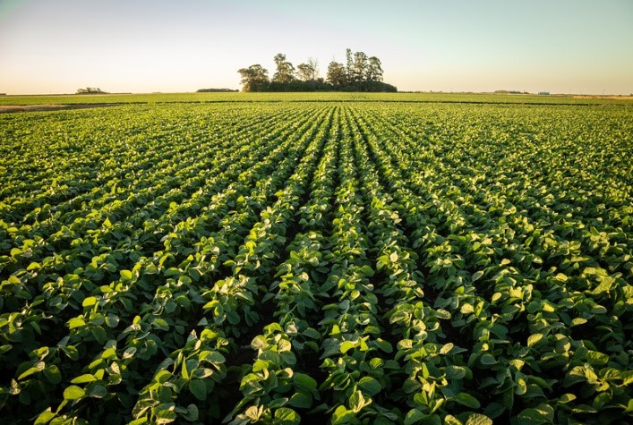 GDM cria primeira soja editada no Brasil - Portal do Agronegócio