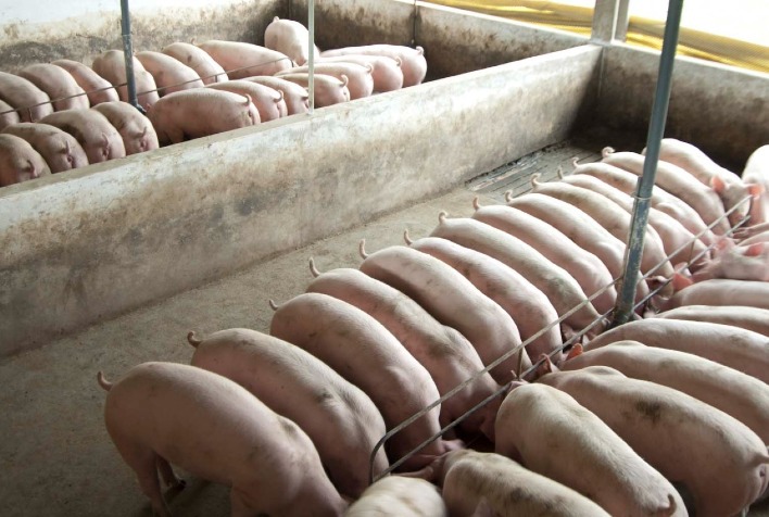 Bem-estar dos suínos começa com uma boa seleção genética - Portal do ...
