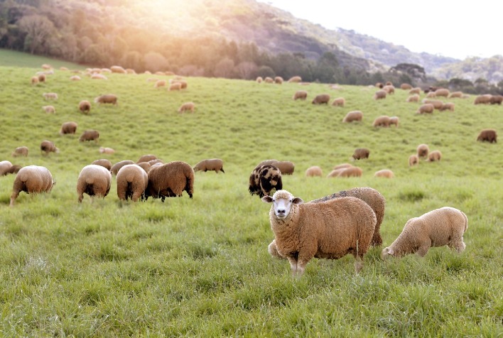 SC terá plano de desenvolvimento da ovinocultura - Portal do Agronegócio
