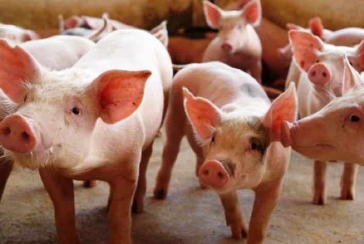 Suíno vivo: preço médio diário absorve, no momento, involução de 18% ...