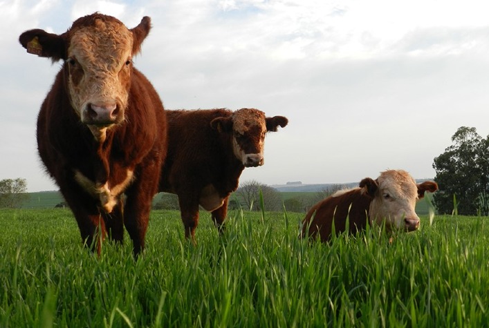 IB esclarece dúvidas sobre o mal da vaca louca - Portal do Agronegócio