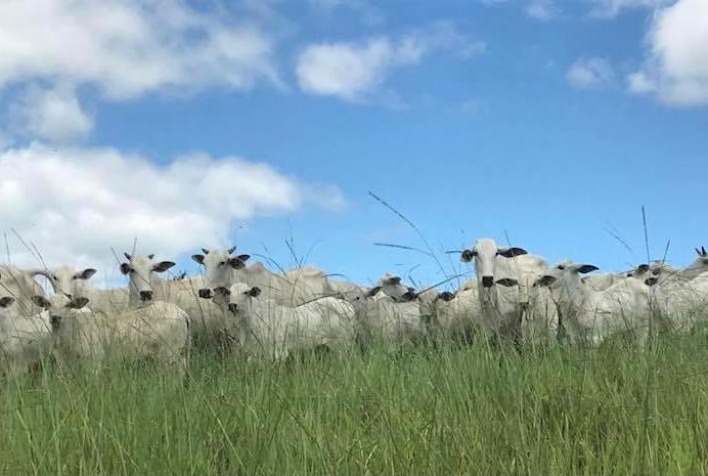 Quatro tendências do agronegócio para 2023, segundo a ABPO - Portal do ...
