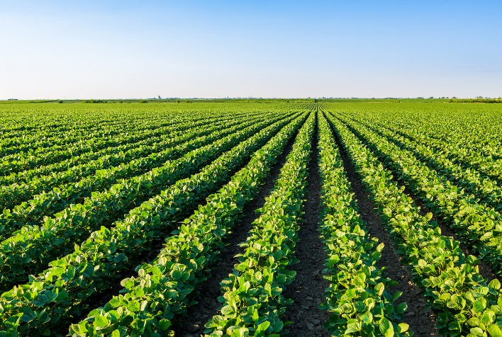 Ihara amplia mercado em soja e prevê investir R$ 180 milhões em 2023 - Portal do Agronegócio