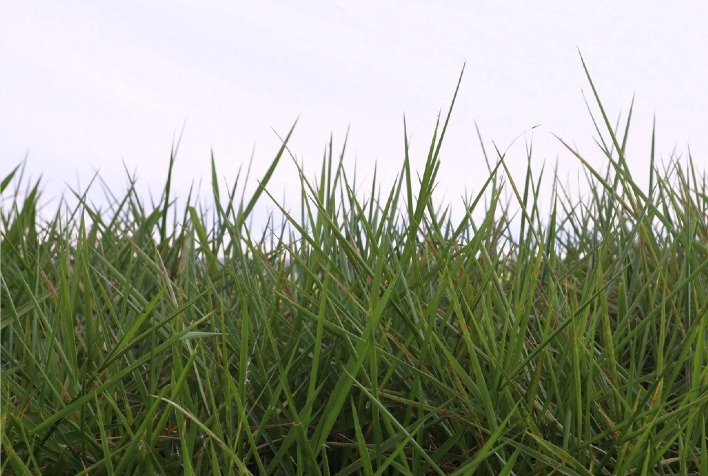 Brachiaria Humidicola: Alternativa Versátil para Formação de Pastos em ...