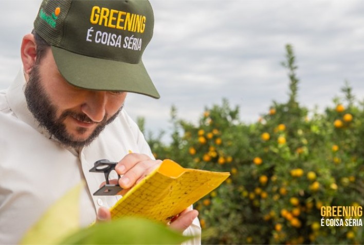 Redução de 41% nas Capturas de Psilídeos em 2024 - Portal do Agronegócio